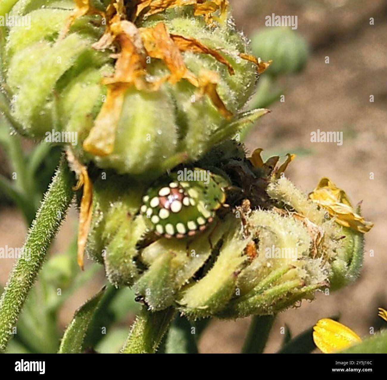 Southern Green Stink Bug (Nezara viridula) Insecta Stock Photo - Alamy
