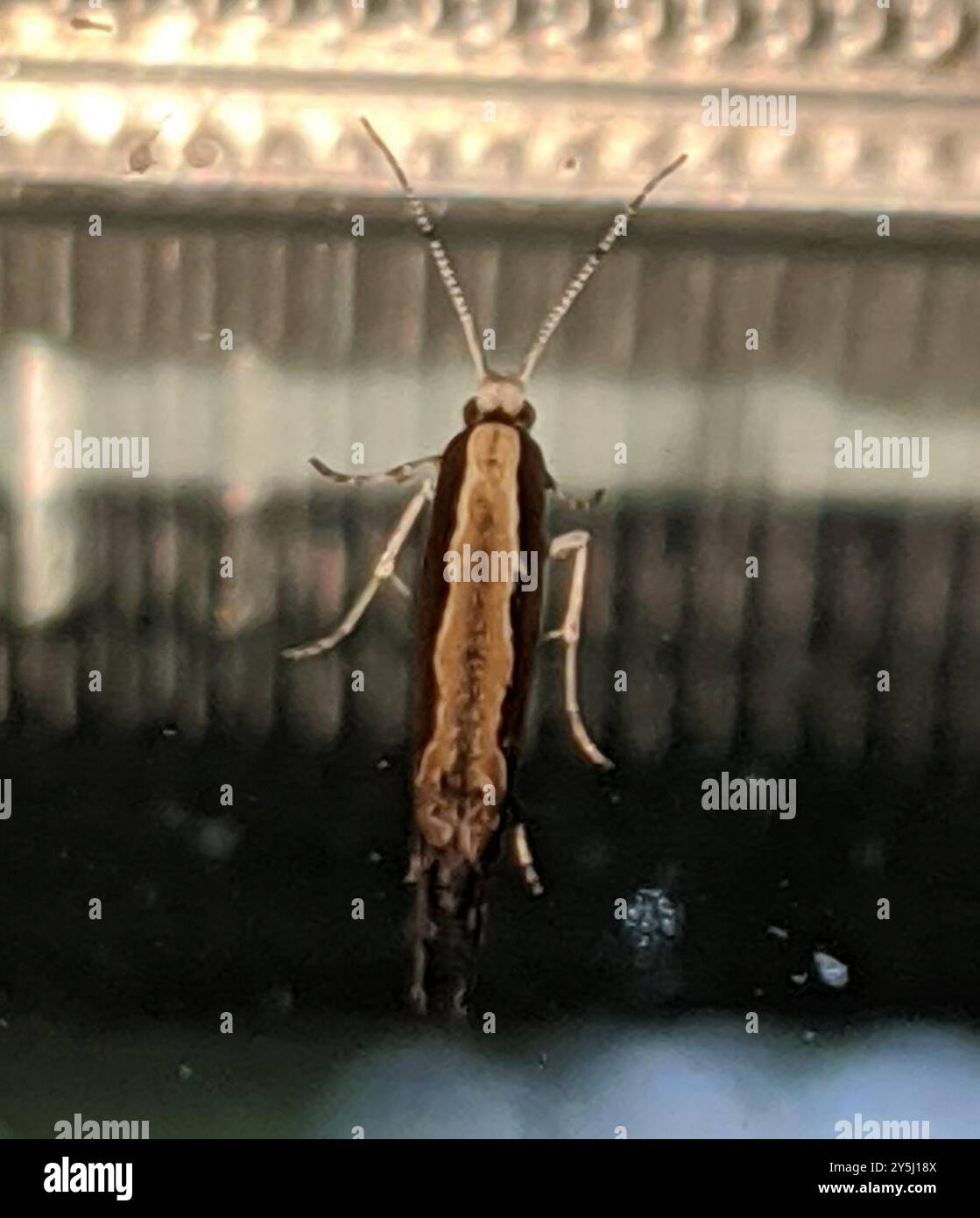 Diamondback Moth (Plutella xylostella) Insecta Stock Photo - Alamy