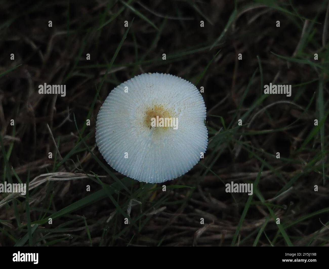 Fragile Dapperling (Leucocoprinus fragilissimus) Fungi Stock Photo - Alamy