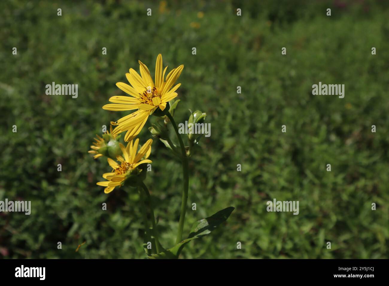 cup plant (Silphium perfoliatum) Plantae Stock Photo - Alamy