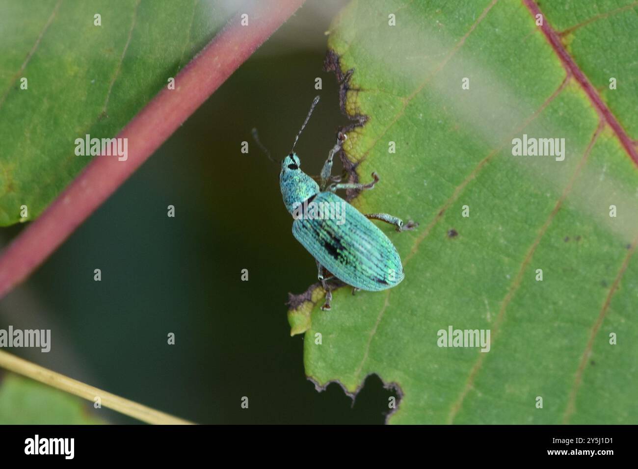 Green Immigrant Leaf Weevil (Polydrusus formosus) Insecta Stock Photo ...