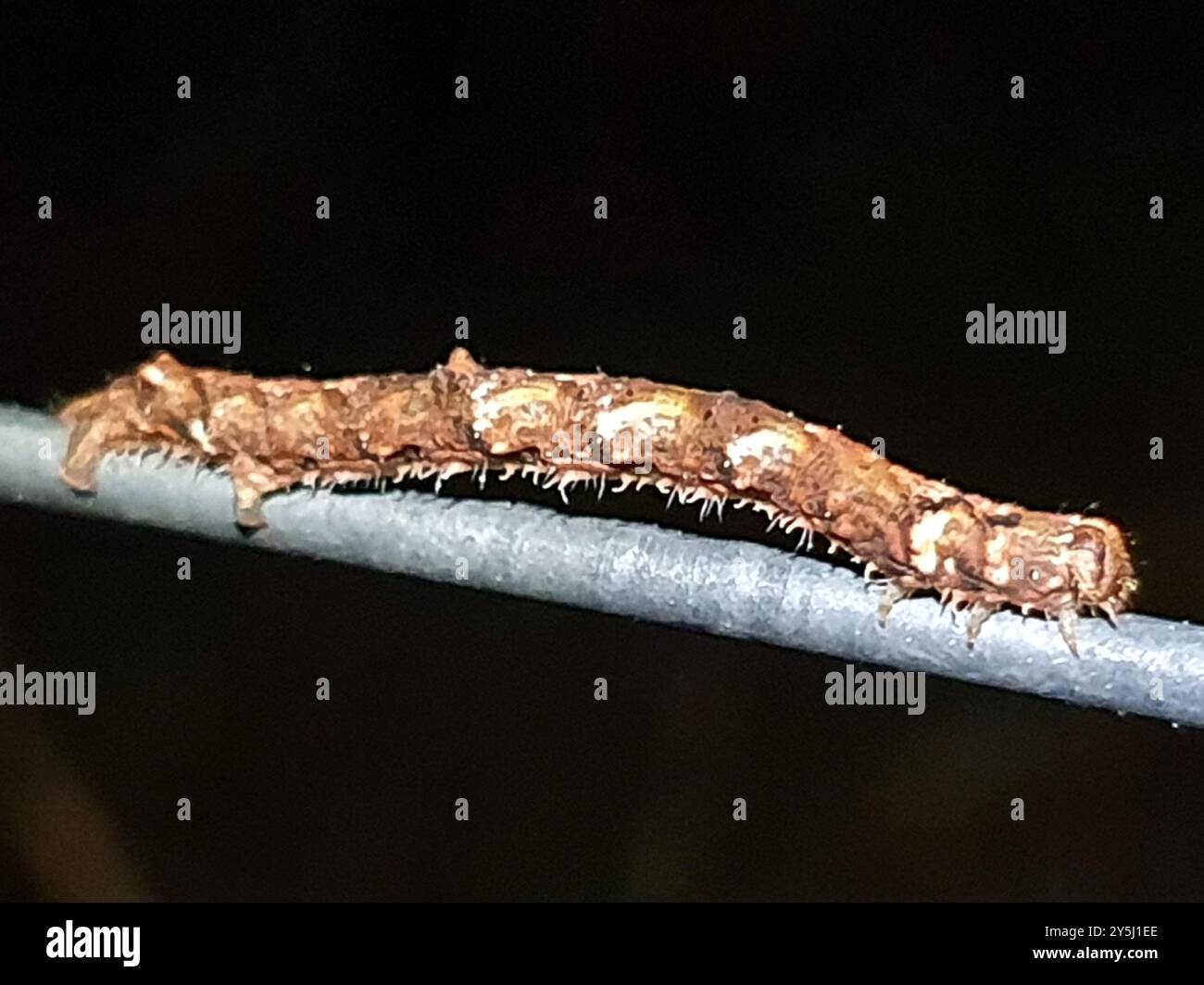 Geometer Moths (Geometridae) Insecta Stock Photo - Alamy