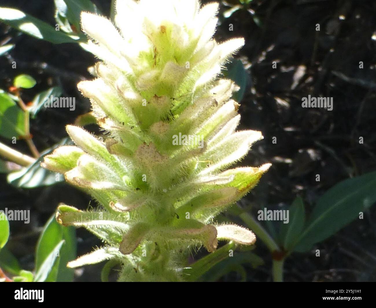 dwarf alpine Indian paintbrush (Castilleja nana) Plantae Stock Photo ...