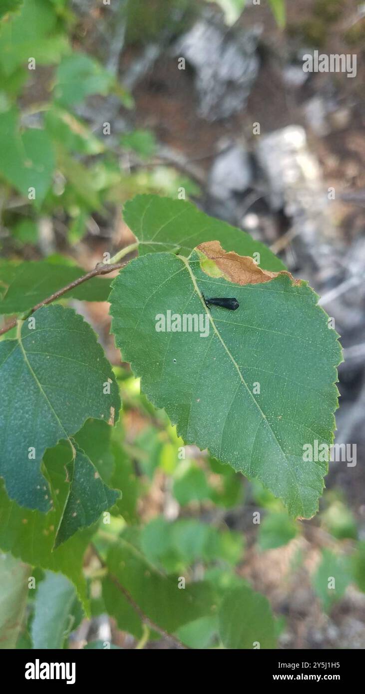 Black Dancer Caddisfly (Mystacides sepulchralis) Insecta Stock Photo ...