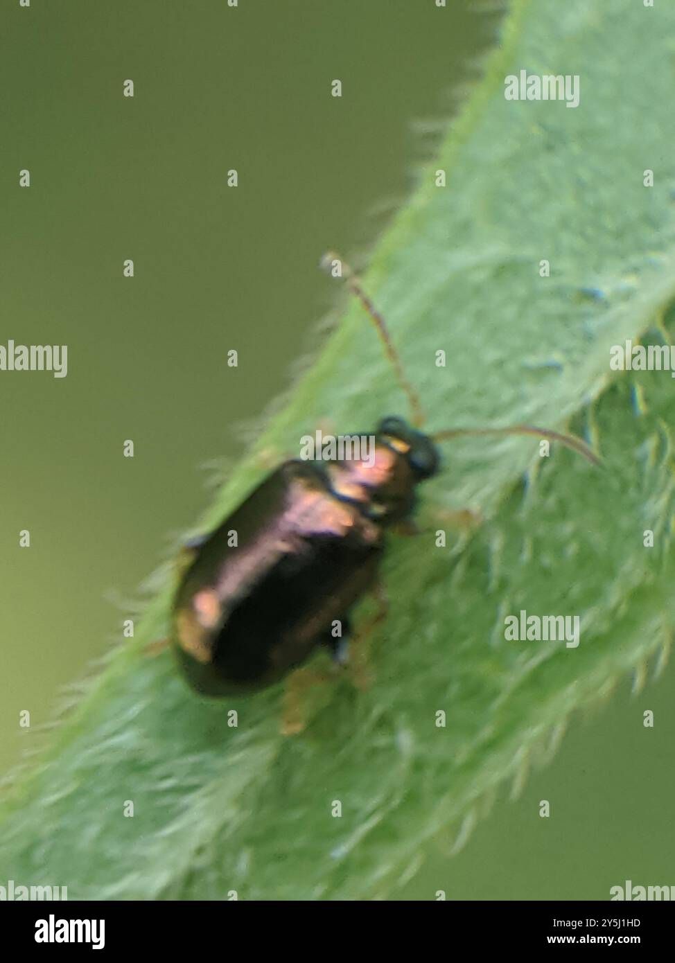 Studded Flea Beetles (Crepidodera) Insecta Stock Photo - Alamy
