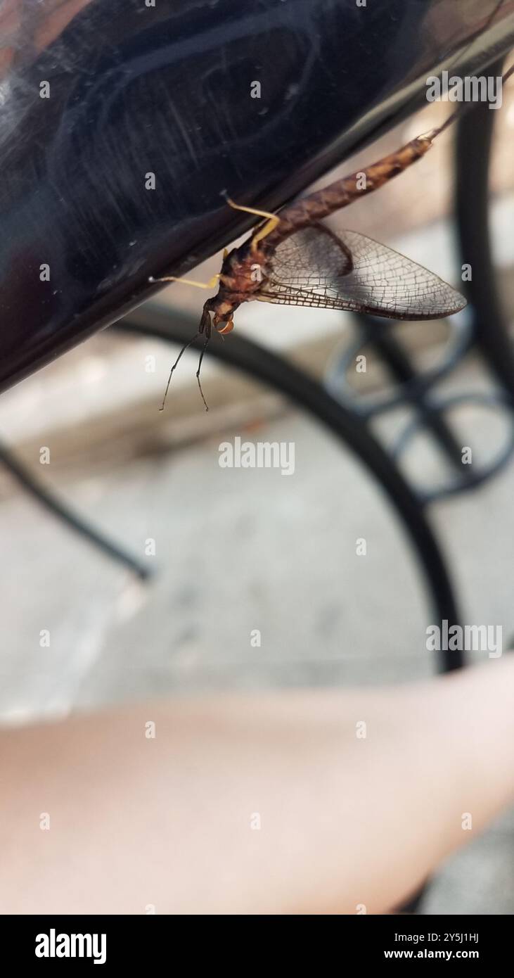 Giant Mayfly (Hexagenia limbata) Insecta Stock Photo - Alamy