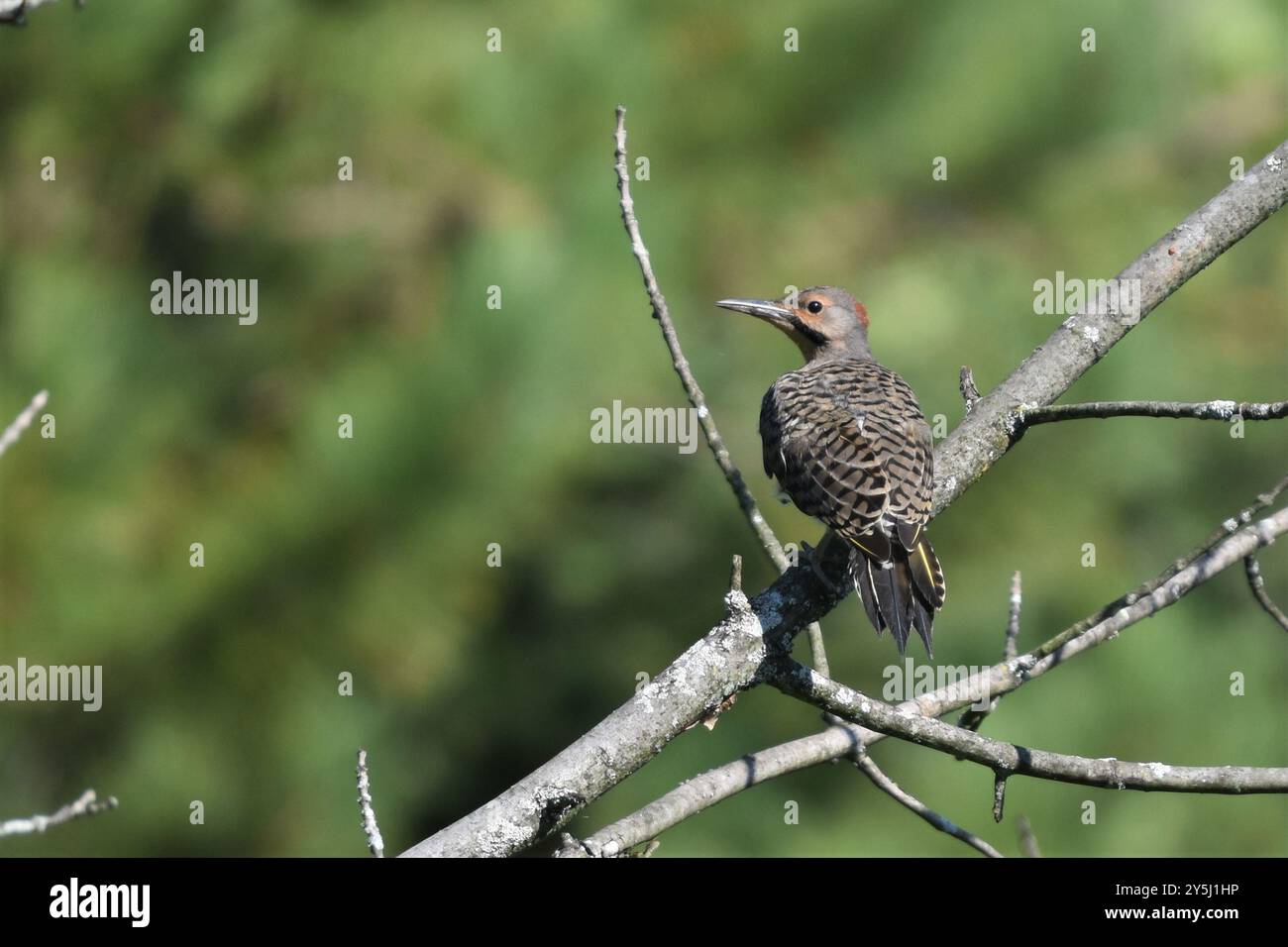 Northern Yellow-shafted Flicker (Colaptes auratus luteus) Aves Stock ...