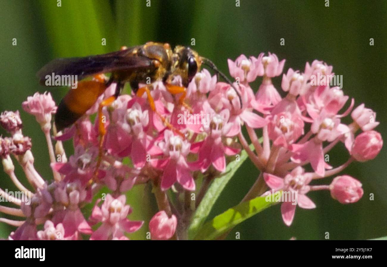 Great Golden Digger Wasp (Sphex ichneumoneus) Insecta Stock Photo - Alamy