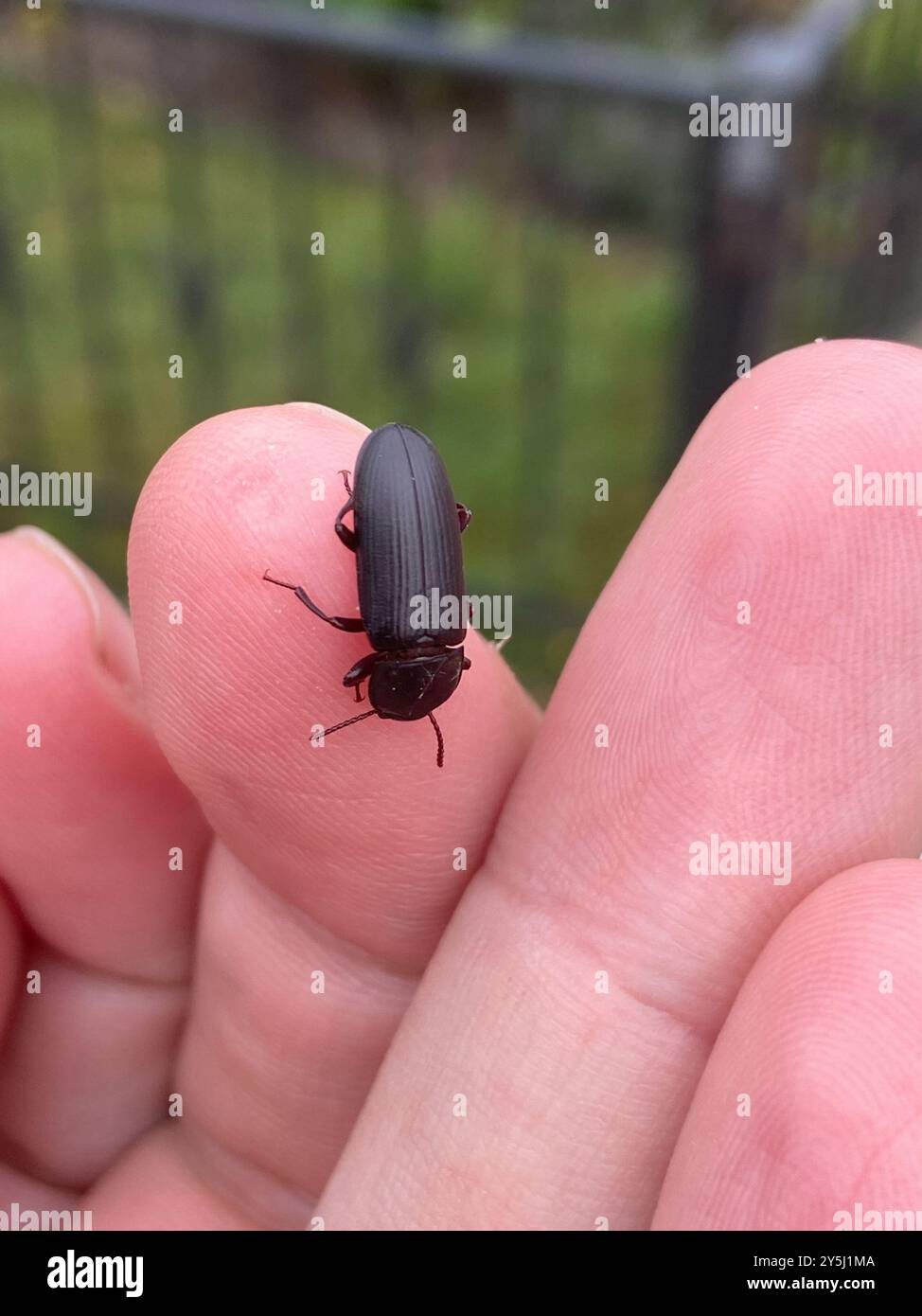 Yellow Mealworm Beetle (Tenebrio molitor) Insecta Stock Photo - Alamy