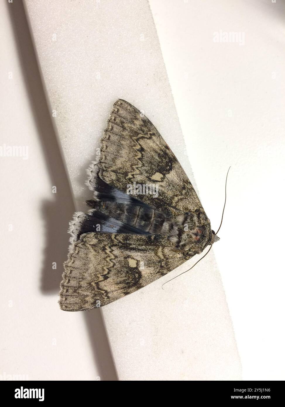 Blue Underwing (Catocala fraxini) Insecta Stock Photo - Alamy