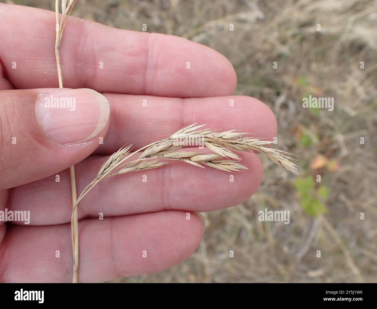red fescue (Festuca rubra) Plantae Stock Photo - Alamy
