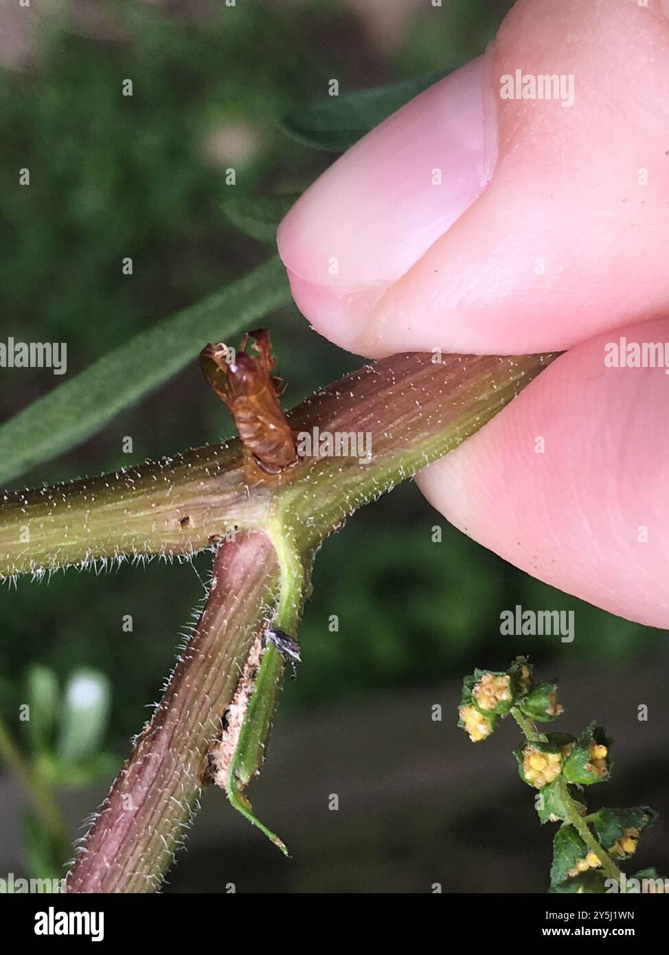 Ragweed Borer Moth (Epiblema strenuana) Insecta Stock Photo - Alamy