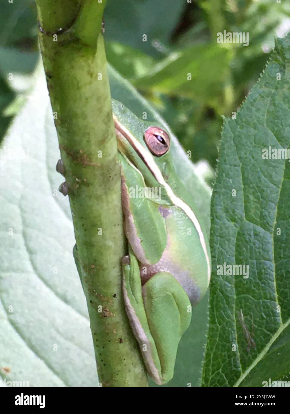 Green Treefrog (Hyla cinerea) Amphibia Stock Photo - Alamy
