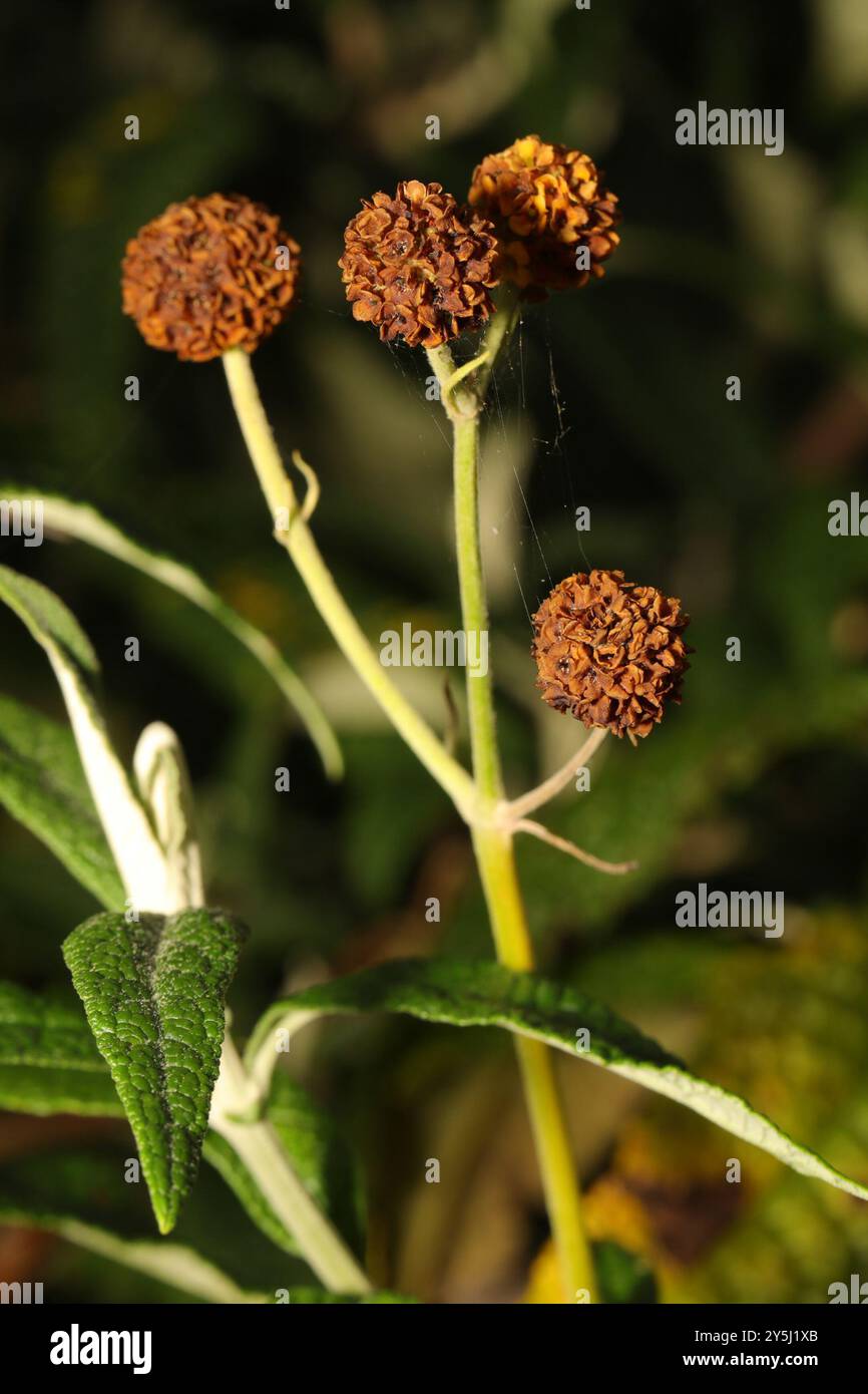 Orange-ball tree (Buddleja globosa) Plantae Stock Photo - Alamy