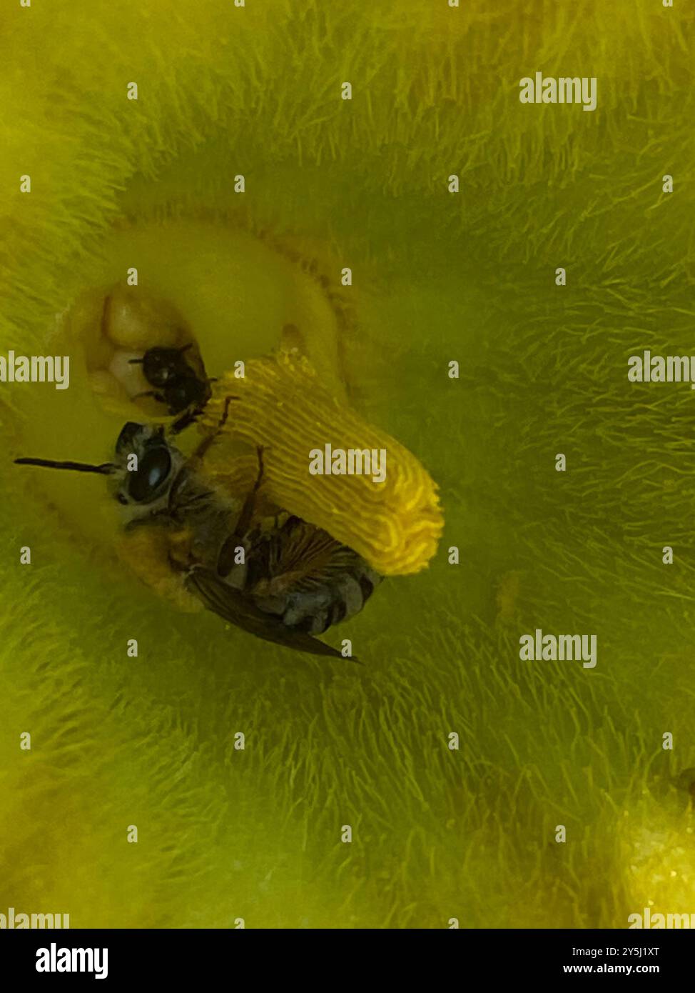 Pruinose Squash Bee (Peponapis pruinosa) Insecta Stock Photo - Alamy