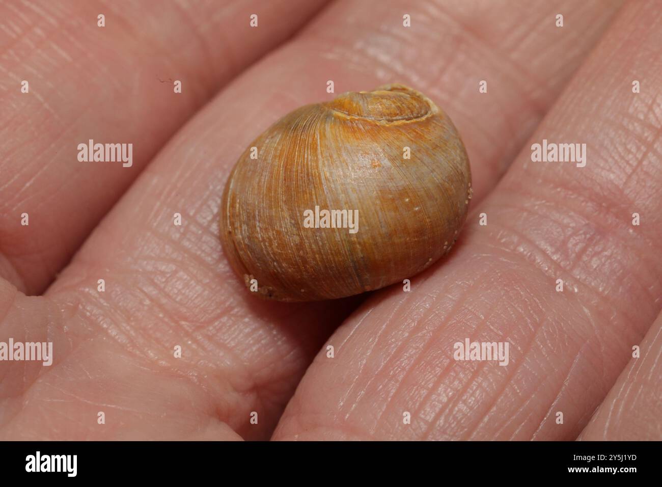 Large Necklace Shell (Euspira catena) Mollusca Stock Photo - Alamy