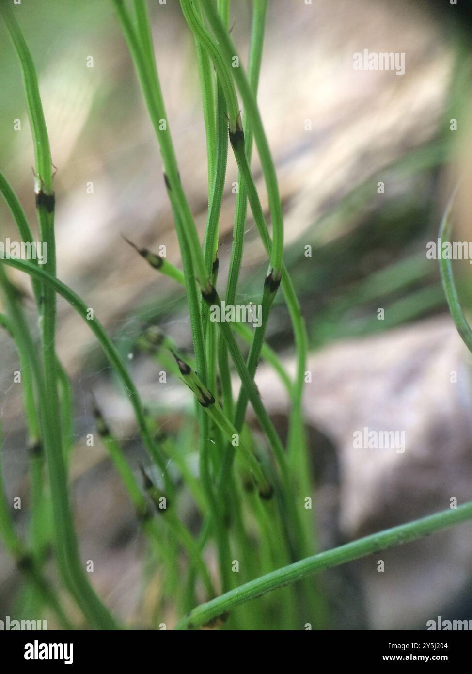 dwarf horsetail (Equisetum scirpoides) Plantae Stock Photo - Alamy