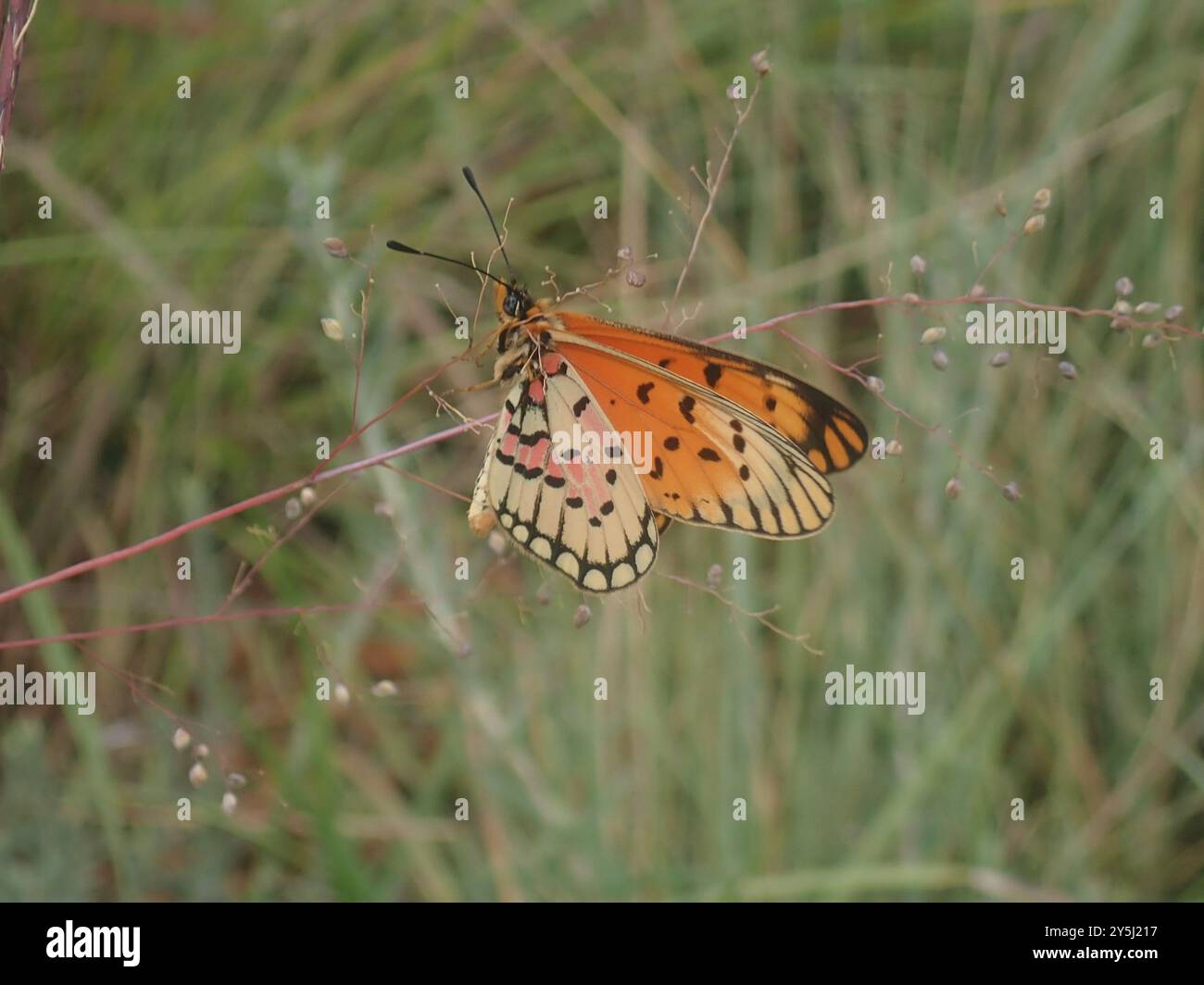 long-winged orange acraea (Telchinia alalonga) Insecta Stock Photo - Alamy