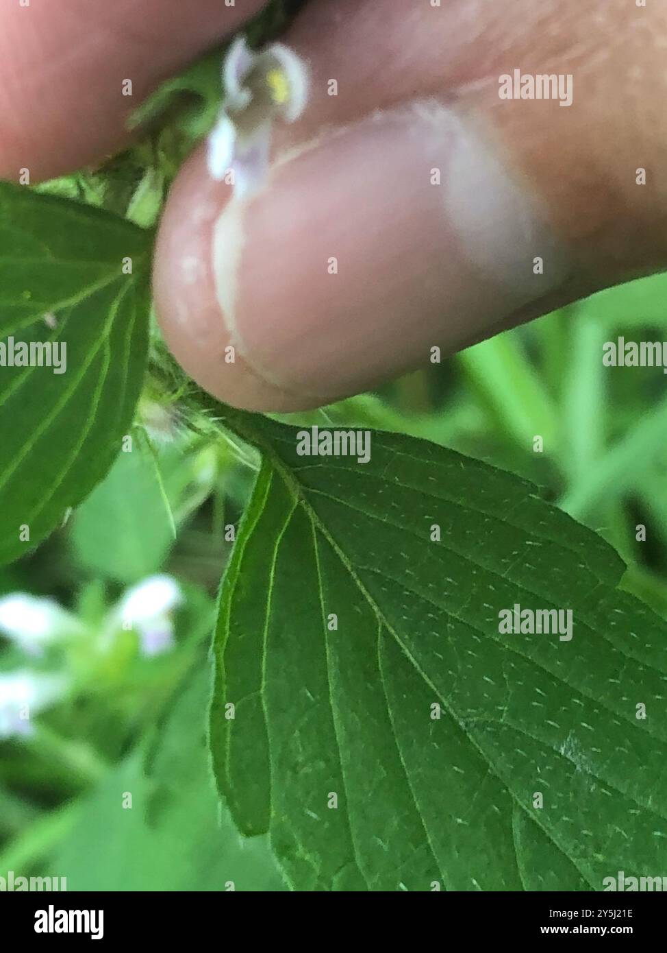 Common hemp-nettle (Galeopsis tetrahit) Plantae Stock Photo - Alamy