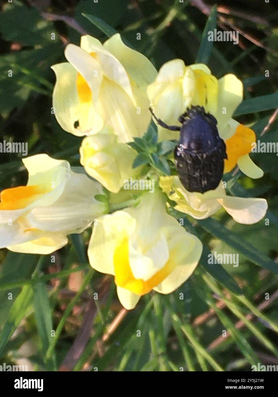 Mediterranean Spotted Chafer (Oxythyrea funesta) Insecta Stock Photo ...