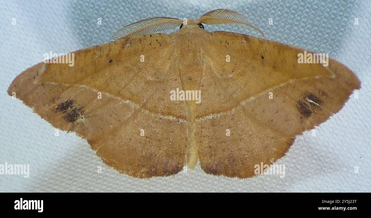 Juniper Geometer Moth (Patalene olyzonaria) Insecta Stock Photo - Alamy