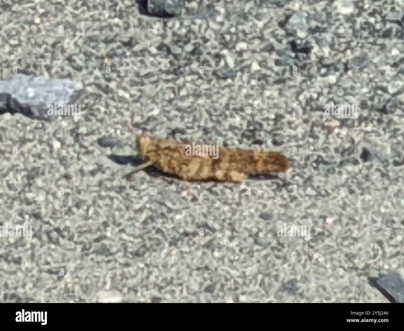 Carolina Grasshopper (Dissosteira carolina) Insecta Stock Photo - Alamy