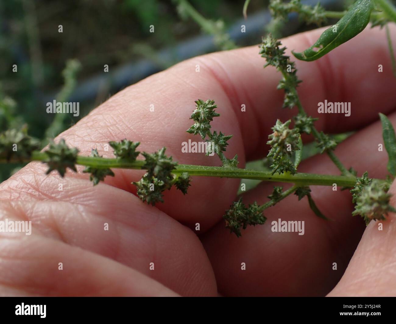 Common Orache (Atriplex patula) Plantae Stock Photo - Alamy