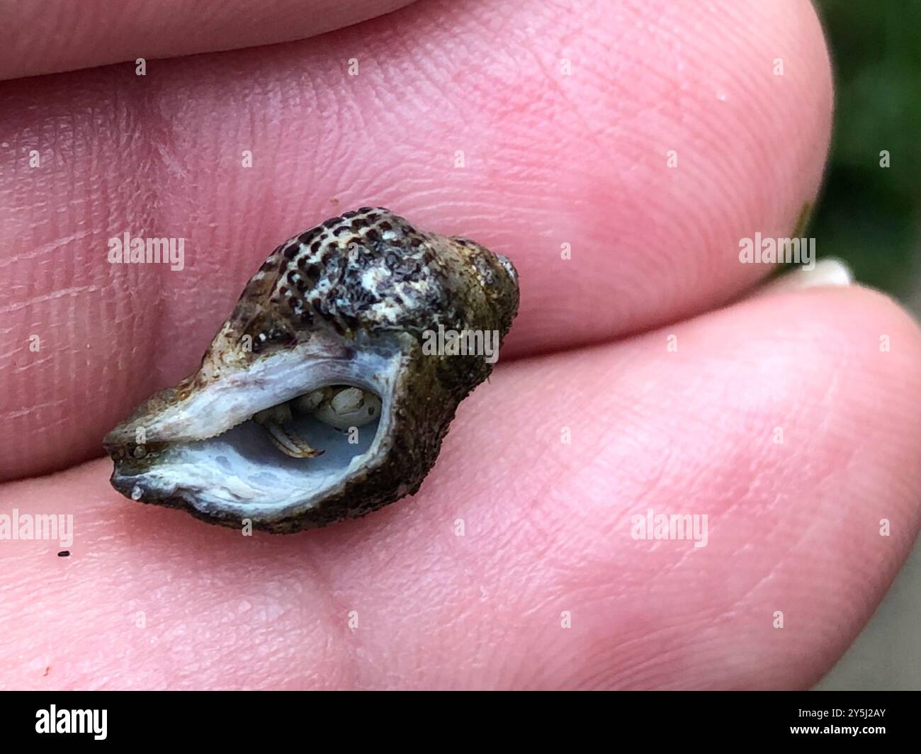 Angular Unicorn (Acanthinucella spirata) Mollusca Stock Photo - Alamy