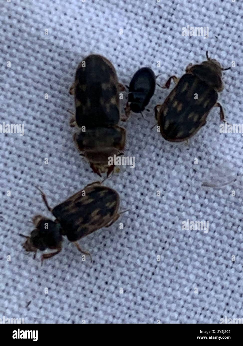 Variegated Mud-loving Beetles (Heteroceridae) Insecta Stock Photo - Alamy