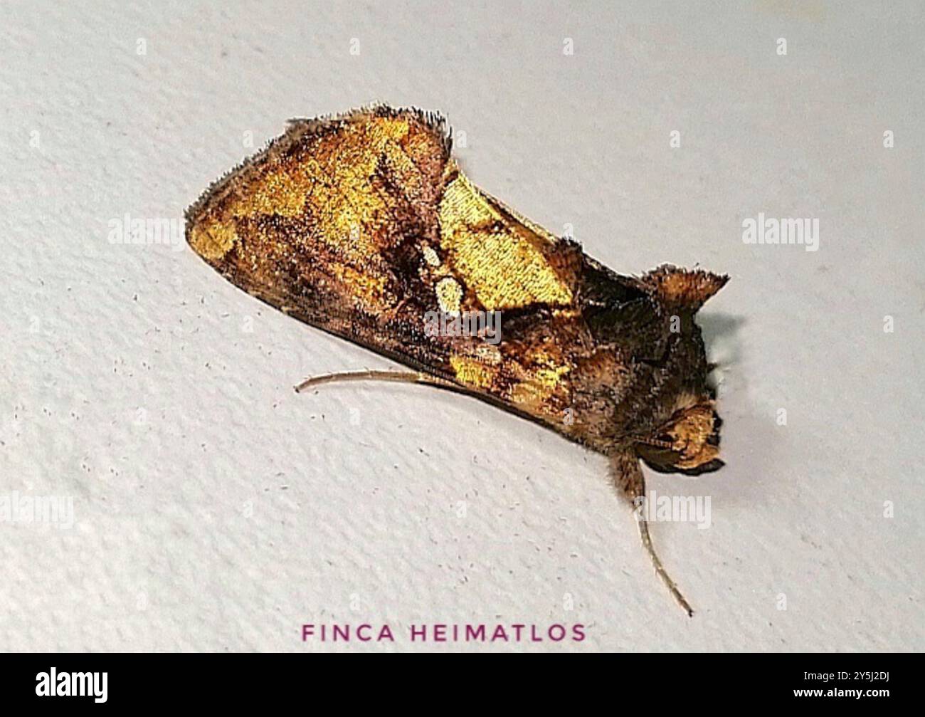 Golden Looper Moth (Argyrogramma verruca) Insecta Stock Photo - Alamy