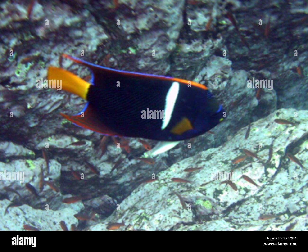 King Angelfish (Holacanthus passer) Actinopterygii Stock Photo - Alamy