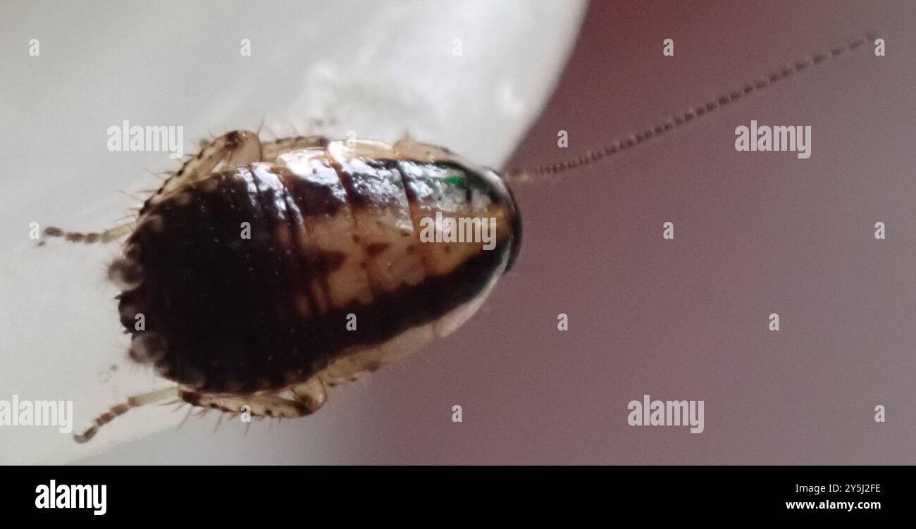 Cockroaches and Termites (Blattodea) Insecta Stock Photo - Alamy