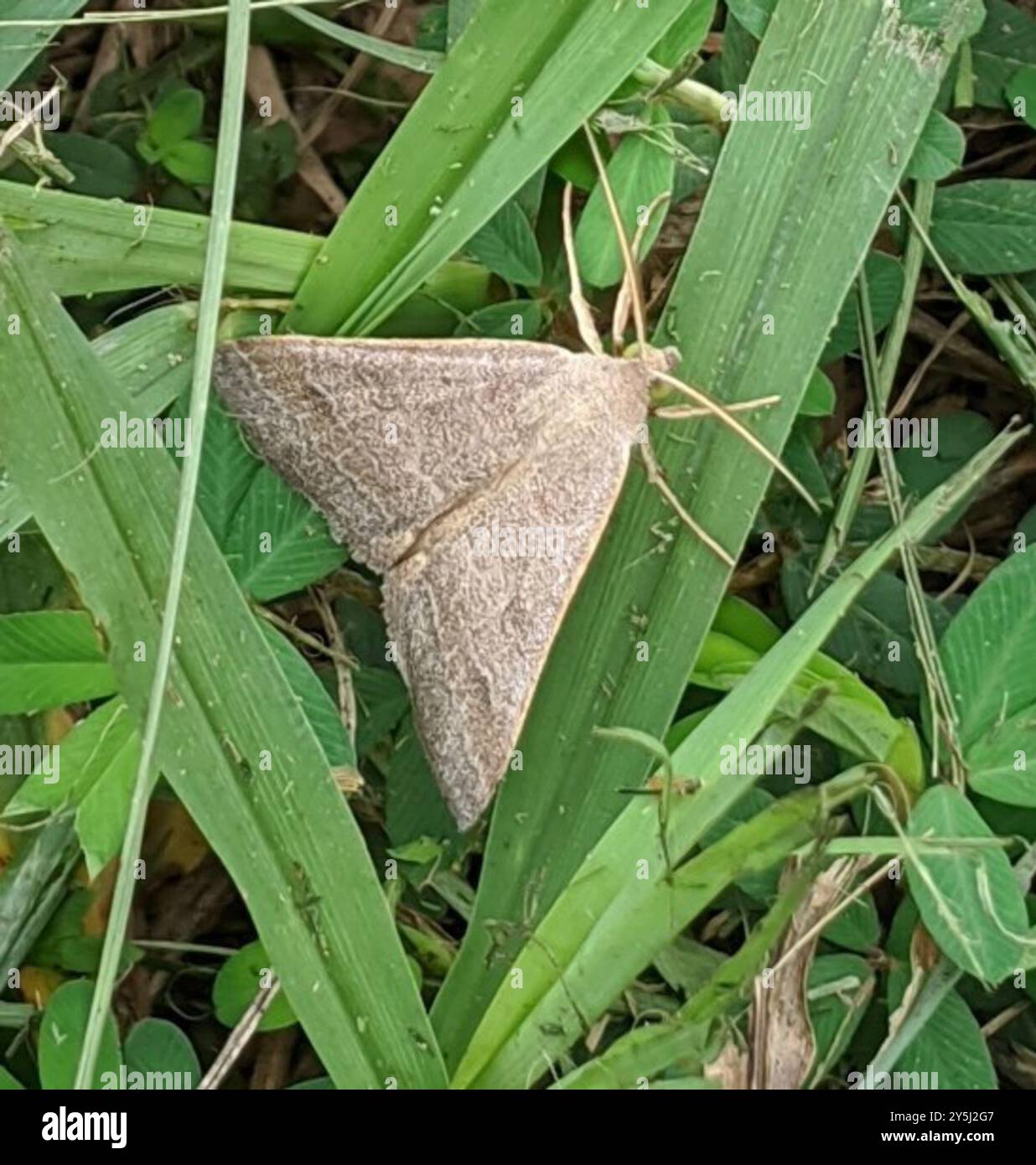 Vetch Looper Moth (Caenurgia chloropha) Insecta Stock Photo - Alamy