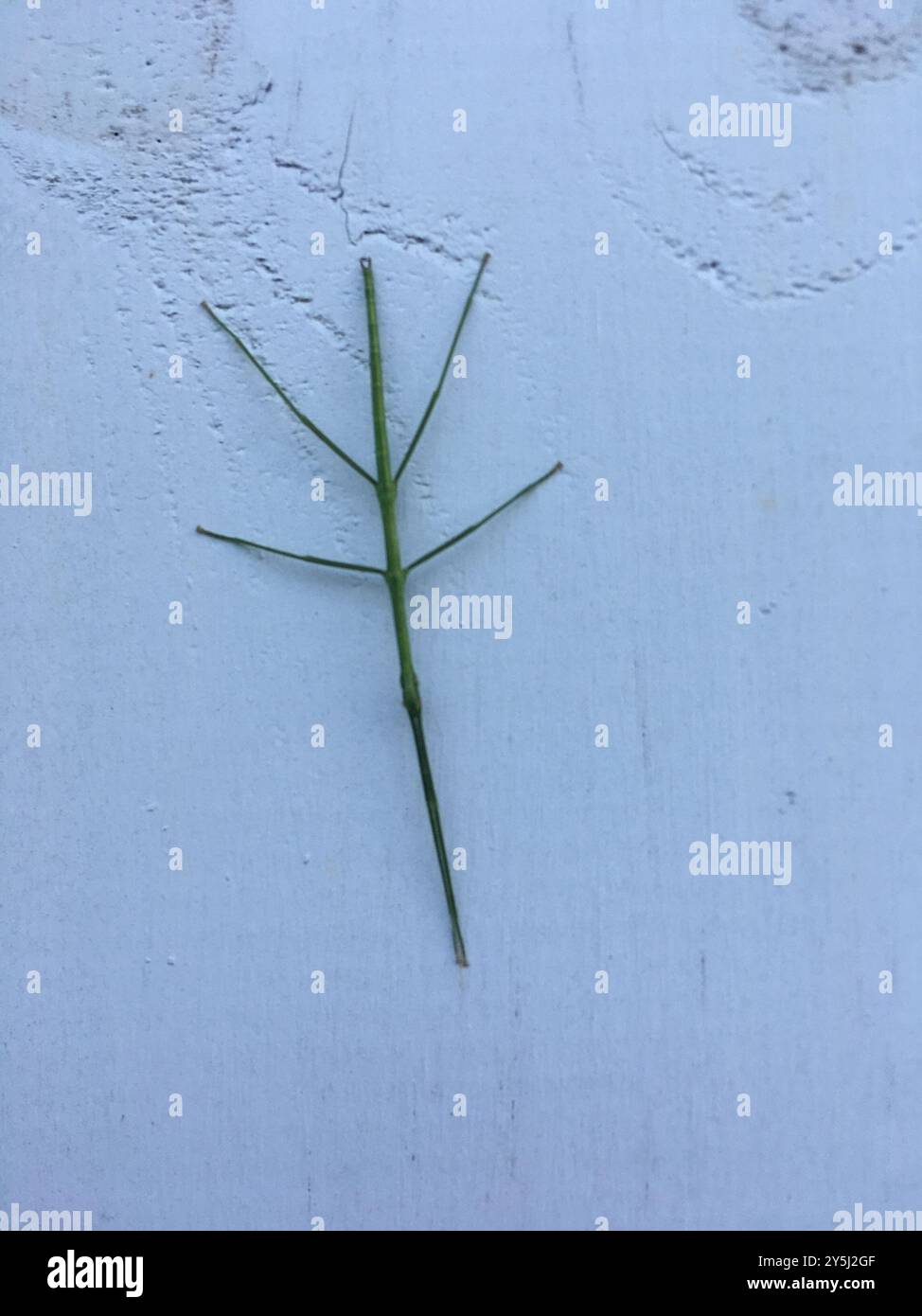 Stick Insects (Phasmida) Insecta Stock Photo - Alamy