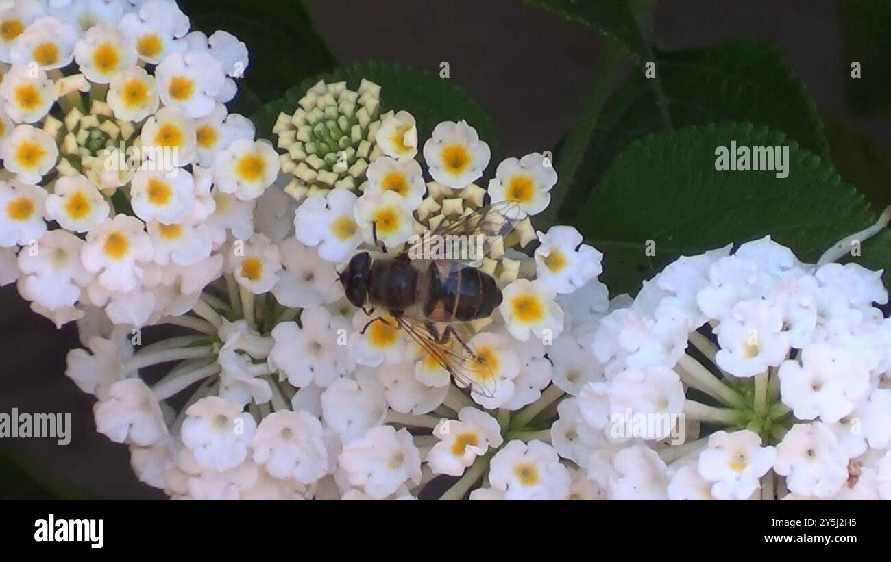 Common Drone Fly (Eristalis tenax) Insecta Stock Photo - Alamy