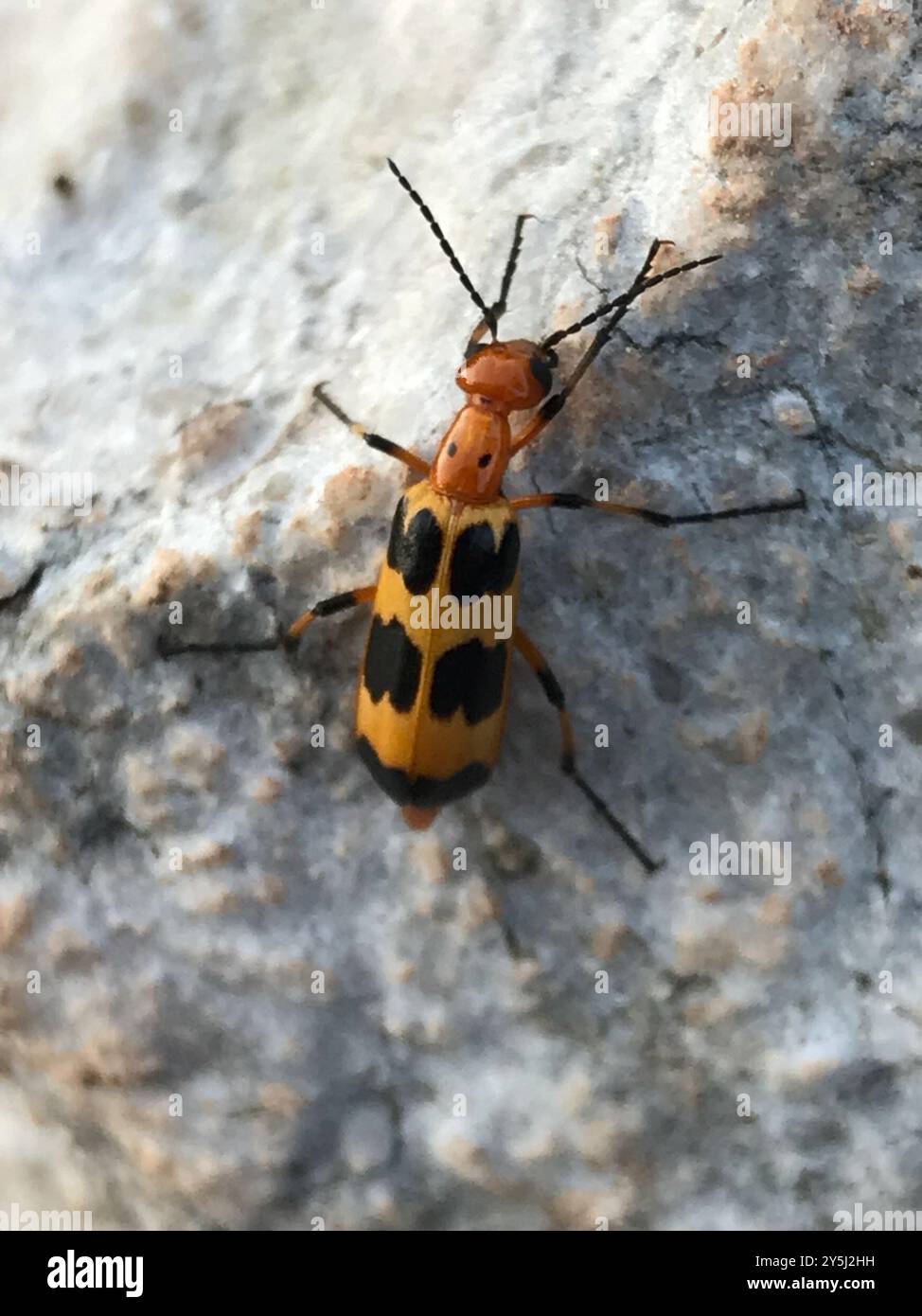 Blister Beetles (Meloidae) Insecta Stock Photo - Alamy