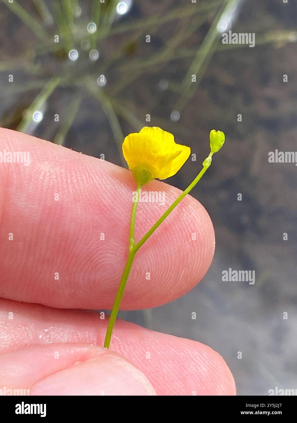 humped bladderwort (Utricularia gibba) Plantae Stock Photo - Alamy