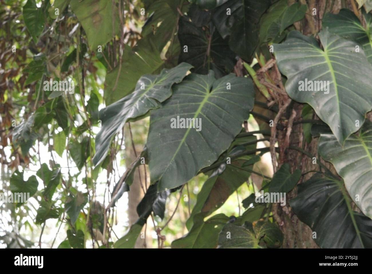 philodendrons (Philodendron) Plantae Stock Photo - Alamy