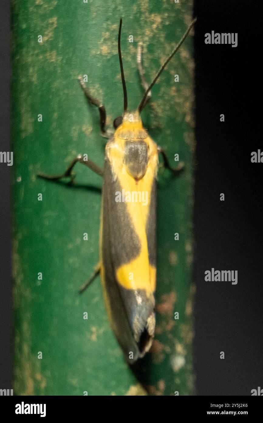 Lead-colored Lichen Moth (Cisthene plumbea) Insecta Stock Photo - Alamy