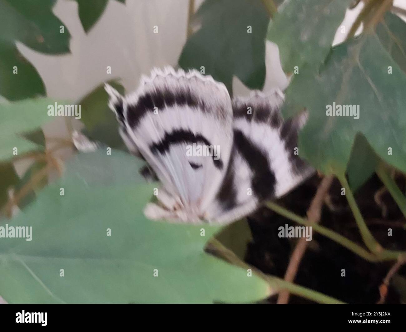 Blue Underwing (Catocala fraxini) Insecta Stock Photo - Alamy