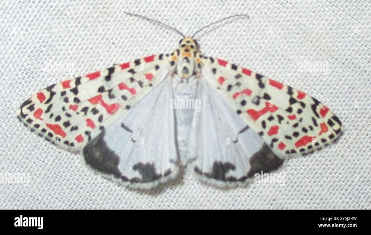 Crimson-speckled Flunkey (Utetheisa pulchella) Insecta Stock Photo - Alamy