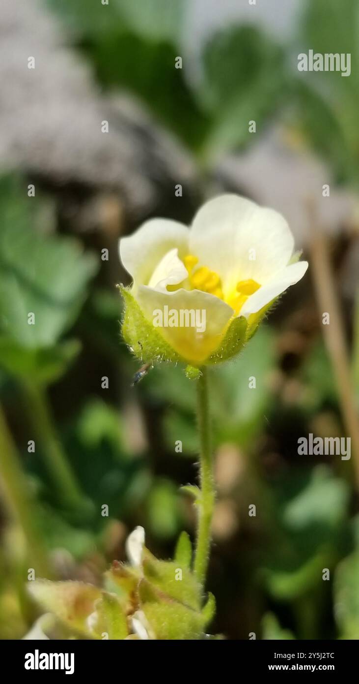 sticky cinquefoil (Drymocallis glandulosa) Plantae Stock Photo - Alamy