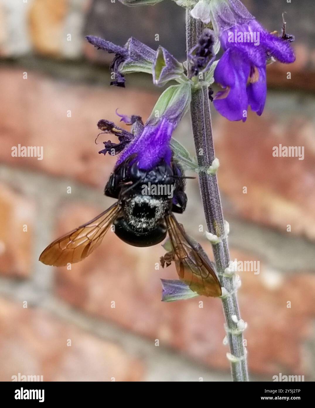 Eastern Carpenter Bee (Xylocopa virginica) Insecta Stock Photo - Alamy