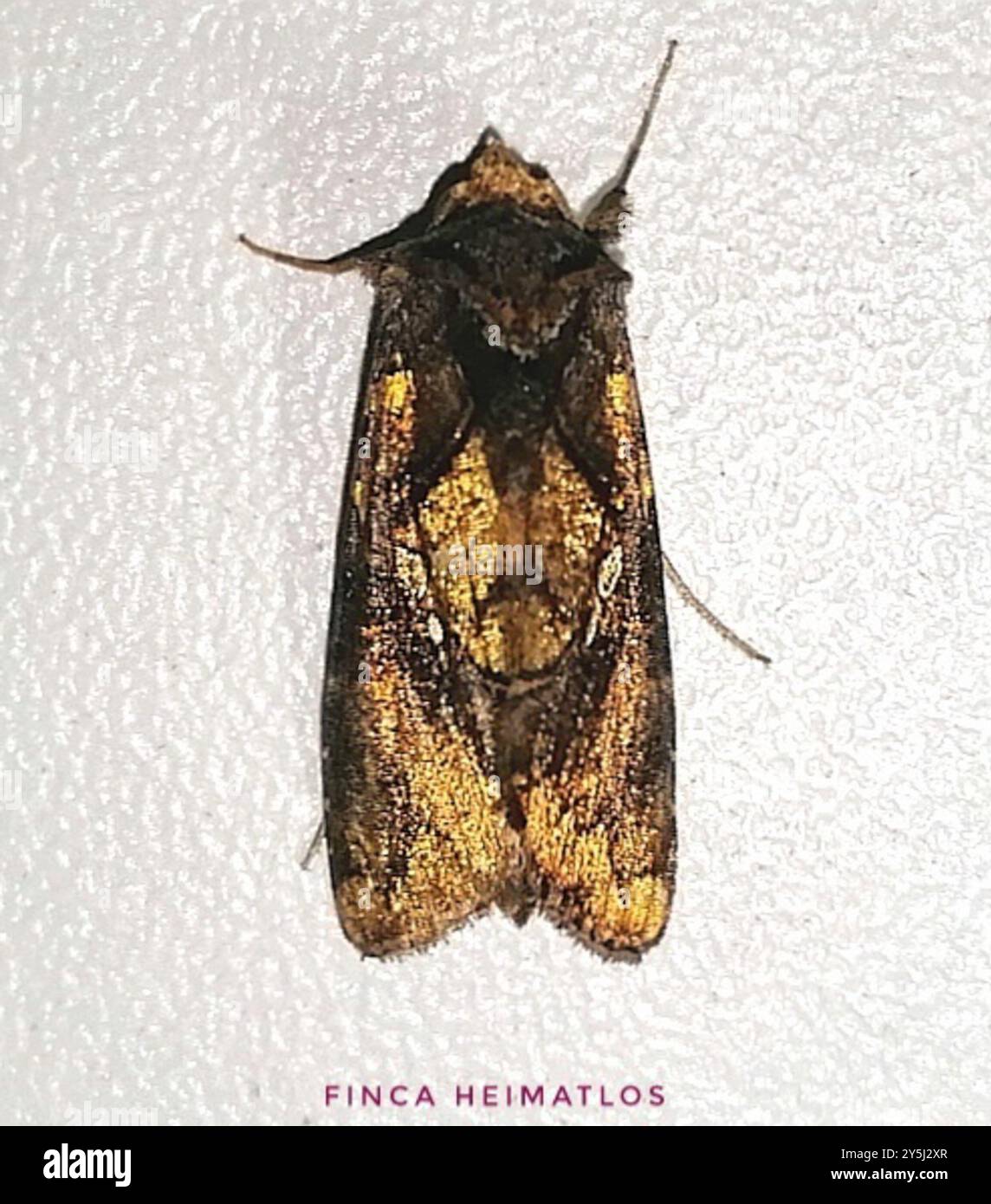 Golden Looper Moth (Argyrogramma verruca) Insecta Stock Photo - Alamy