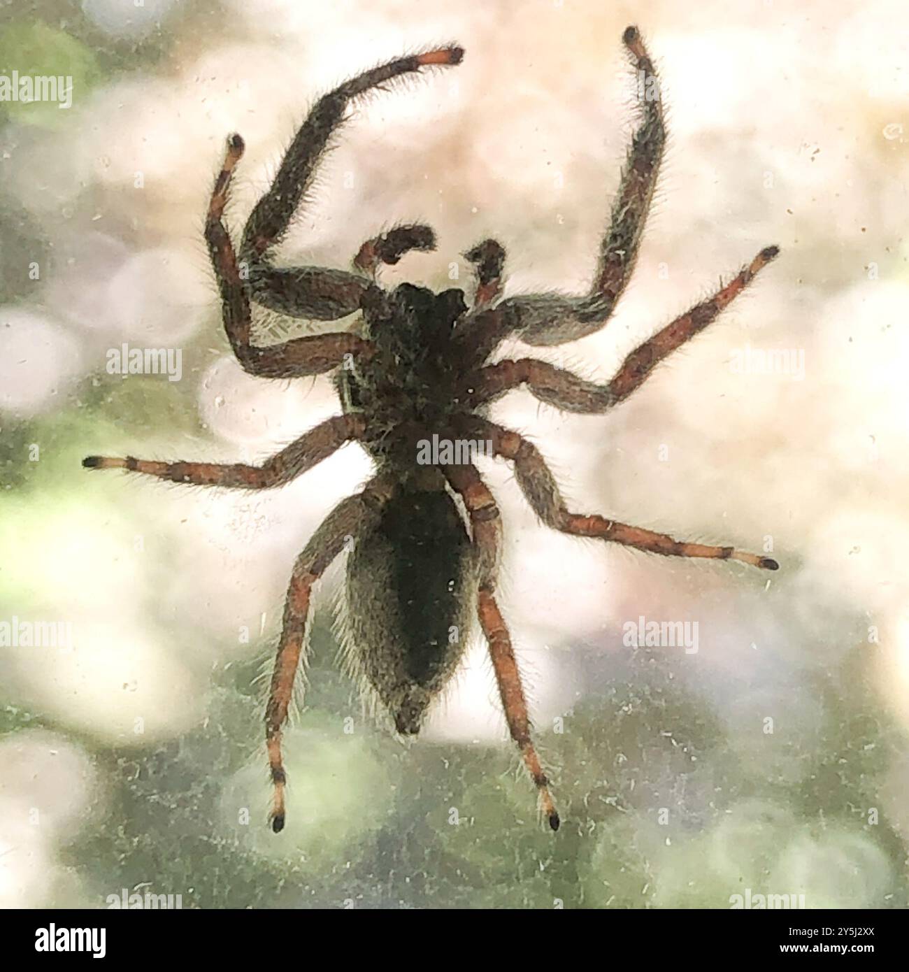 Tan Jumping Spider (Platycryptus undatus) Arachnida Stock Photo - Alamy