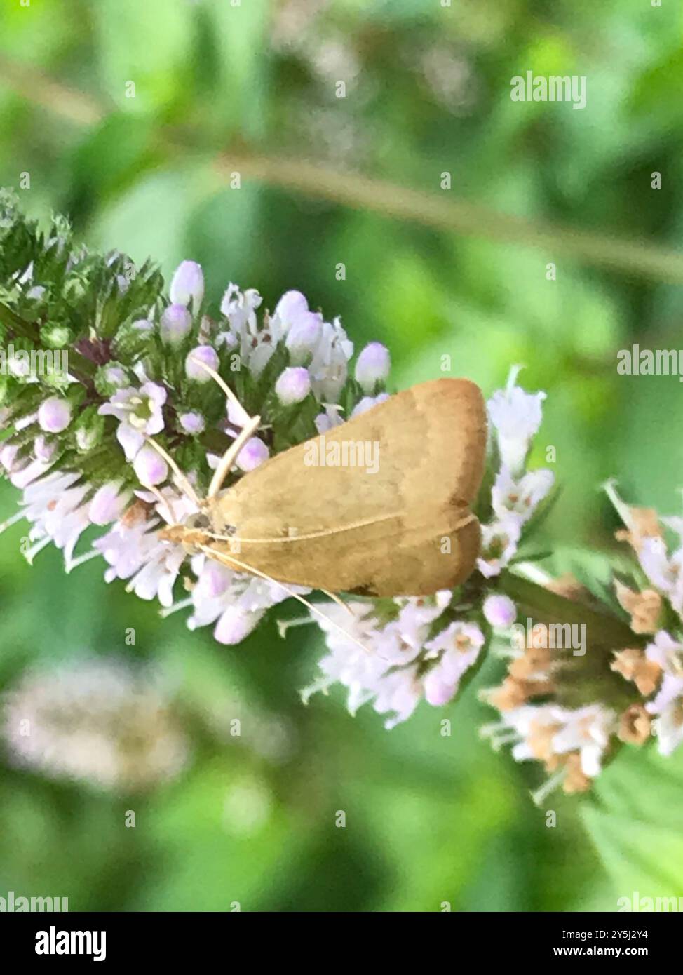Garden Webworm Moth (Achyra rantalis) Insecta Stock Photo - Alamy