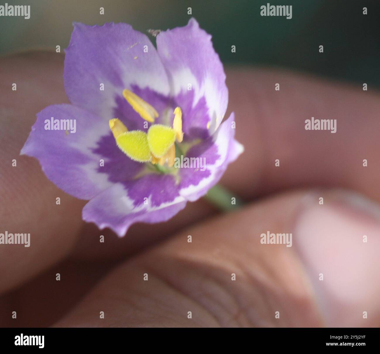 catchfly prairie gentian (Eustoma exaltatum) Plantae Stock Photo - Alamy