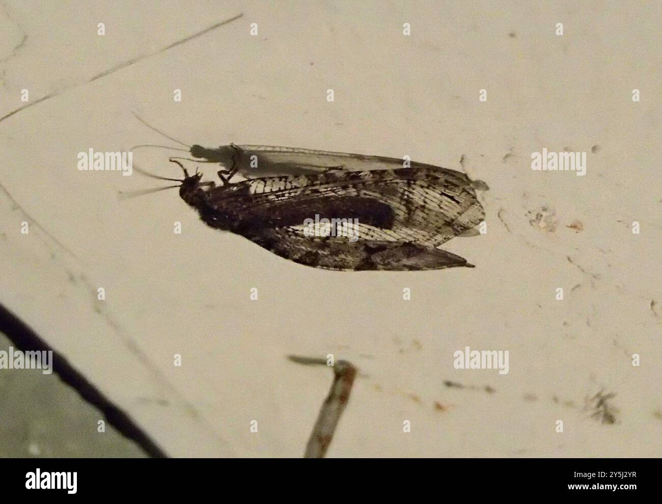 Giant Lacewing (Polystoechotes punctata) Insecta Stock Photo - Alamy