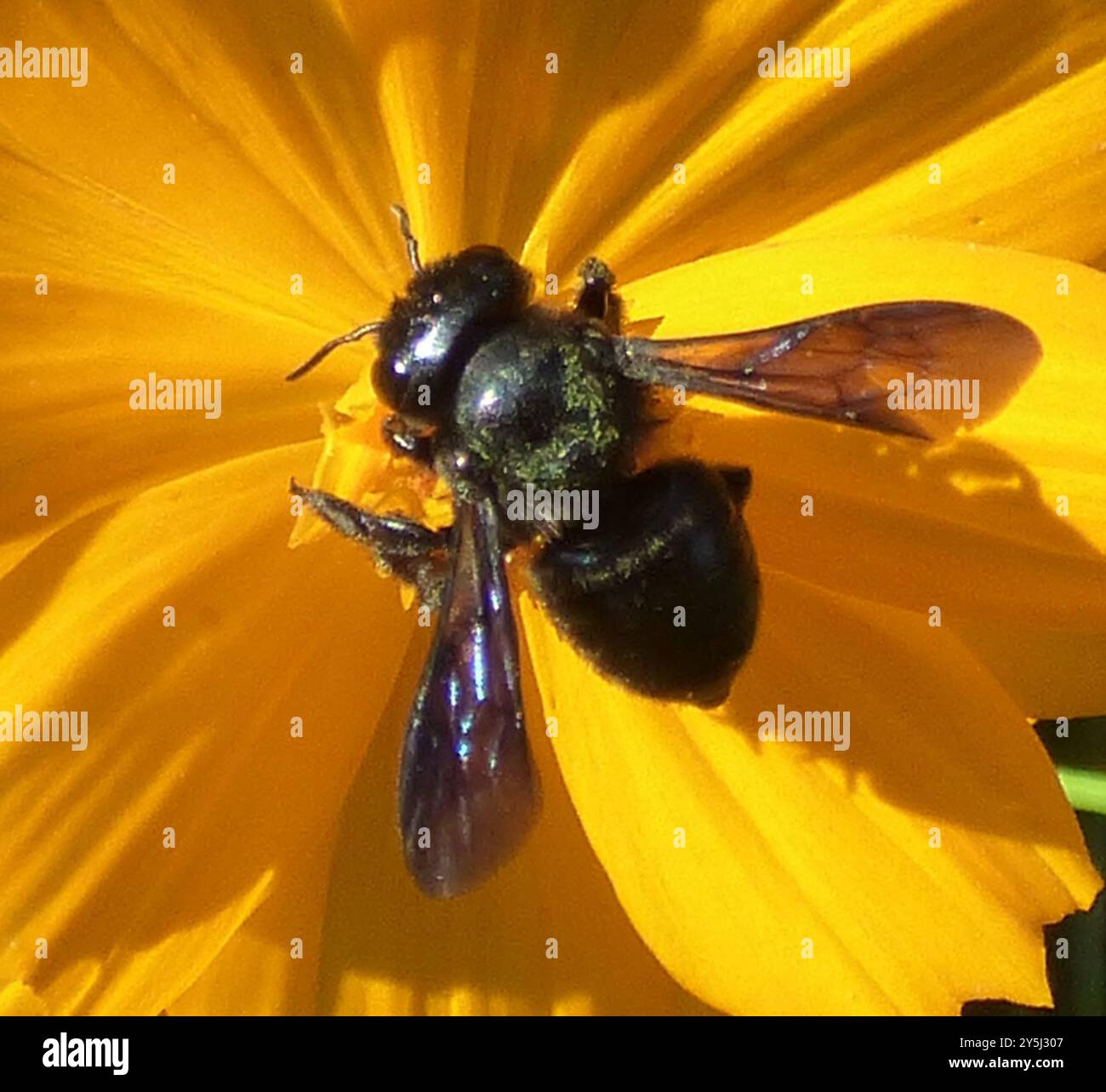 Carpenter-mimic Leafcutter Bee (Megachile xylocopoides) Insecta Stock ...