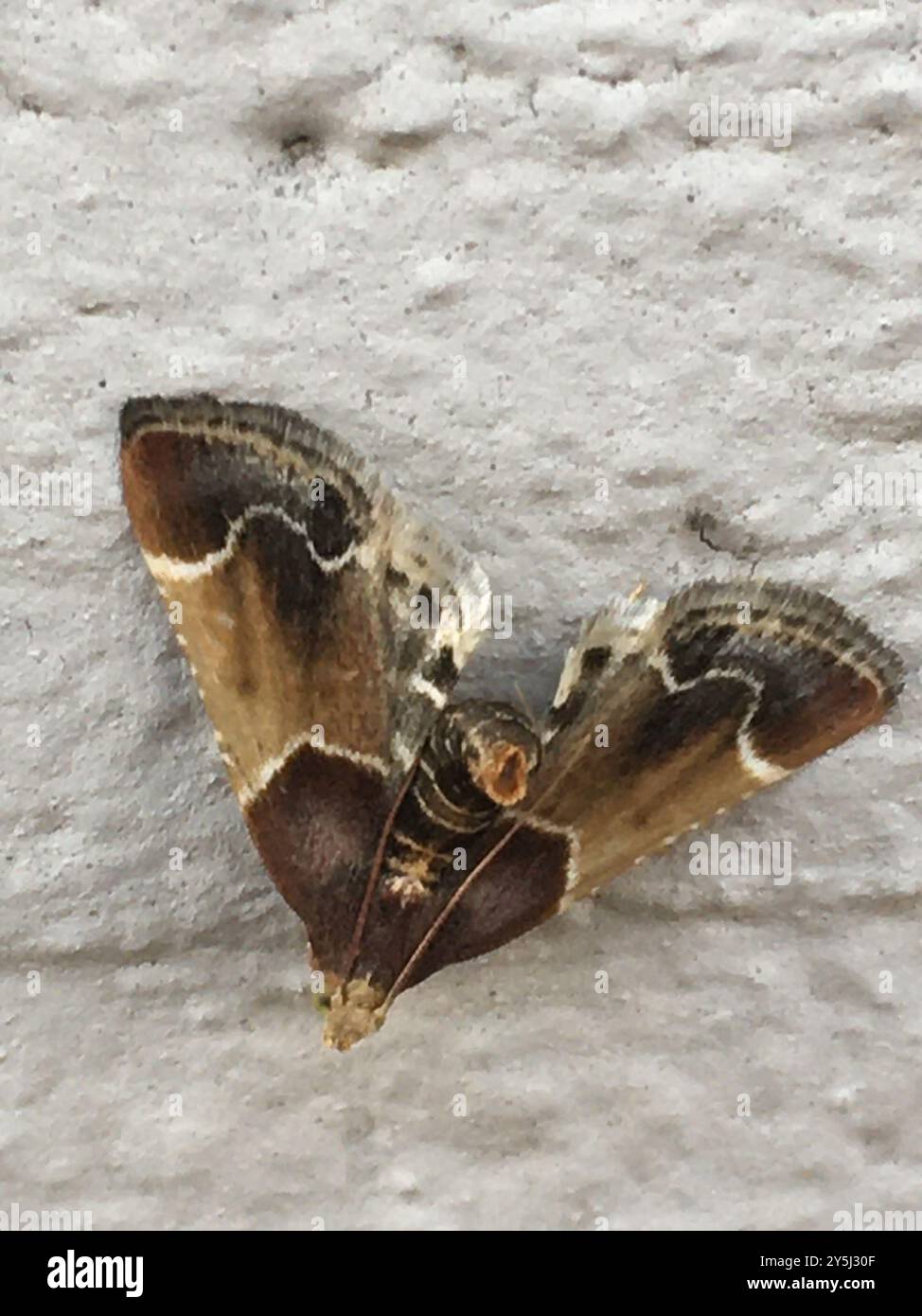 Meal moth (Pyralis farinalis) Insecta Stock Photo - Alamy